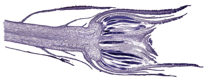 354 Structure Beet Root Under Microscope Stock Photos - Free & Royalty ...