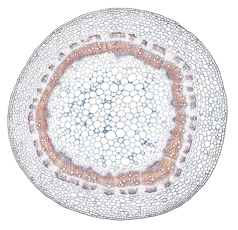 Microscopic Cross Section Cut of a Plant Stem Under the Microscope ...