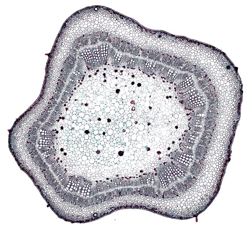 Microscopic Cross Section Cut of a Plant Stem Under the Microscope ...