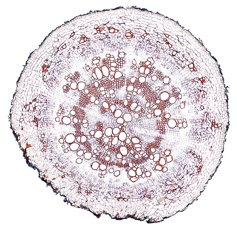Microscopic Cross Section Cut of a Plant Stem Under the Microscope ...