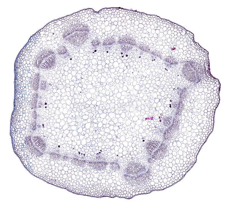 Microscopic Cross Section Cut of a Plant Stem Under the Microscope ...