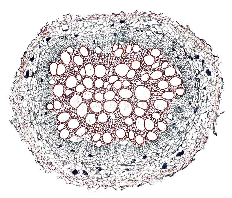 Microscopic Cross Section Cut of a Plant Stem Under the Microscope ...