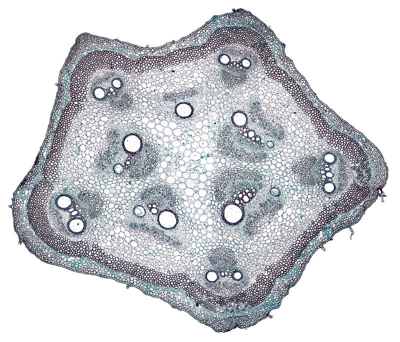 Microscopic Cross Section Cut of a Plant Stem Under the Microscope ...