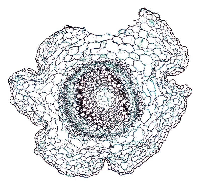 Cross Section Of A Plant Stem Under A Microscope