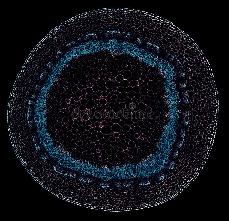 Microscopic Cross Section Cut of a Plant Stem Under the Microscope ...