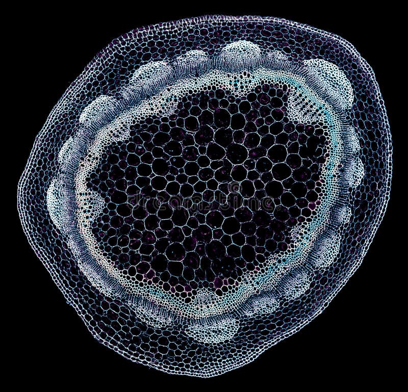 Microscopic Cross Section Cut of a Plant Stem Under the Microscope ...