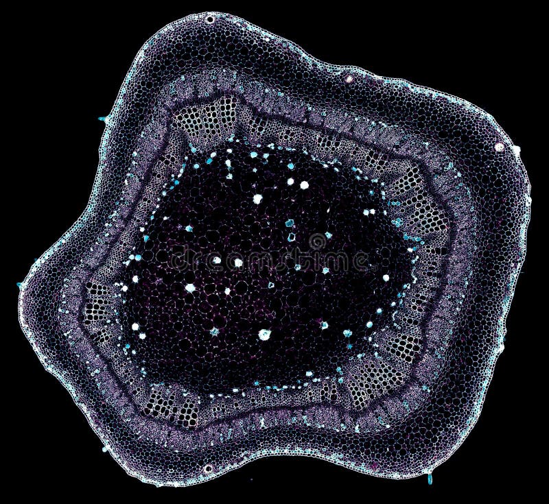Microscopic Cross Section Cut of a Plant Stem Under the Microscope ...