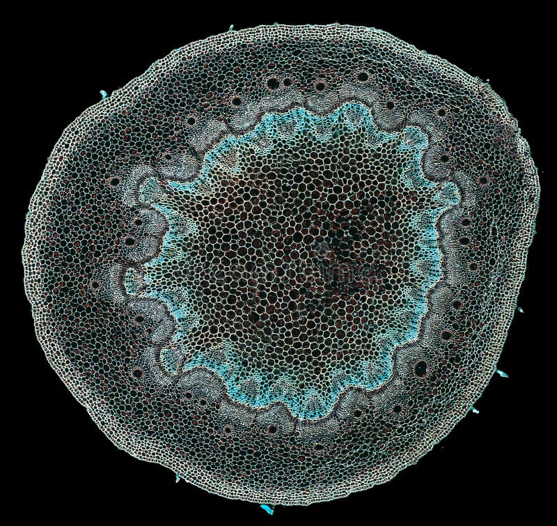 Microscopic Cross Section Cut of a Plant Stem Under the Microscope ...