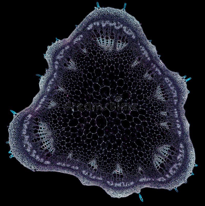Microscopic Cross Section Cut of a Plant Stem Under the Microscope ...