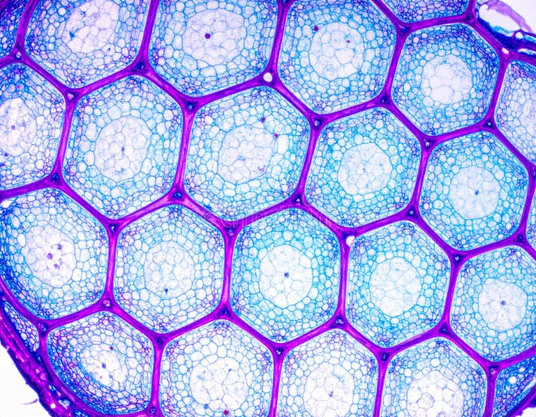 Microscopic View of Plant Cells in a Leaf Transverse Section Showcasing ...