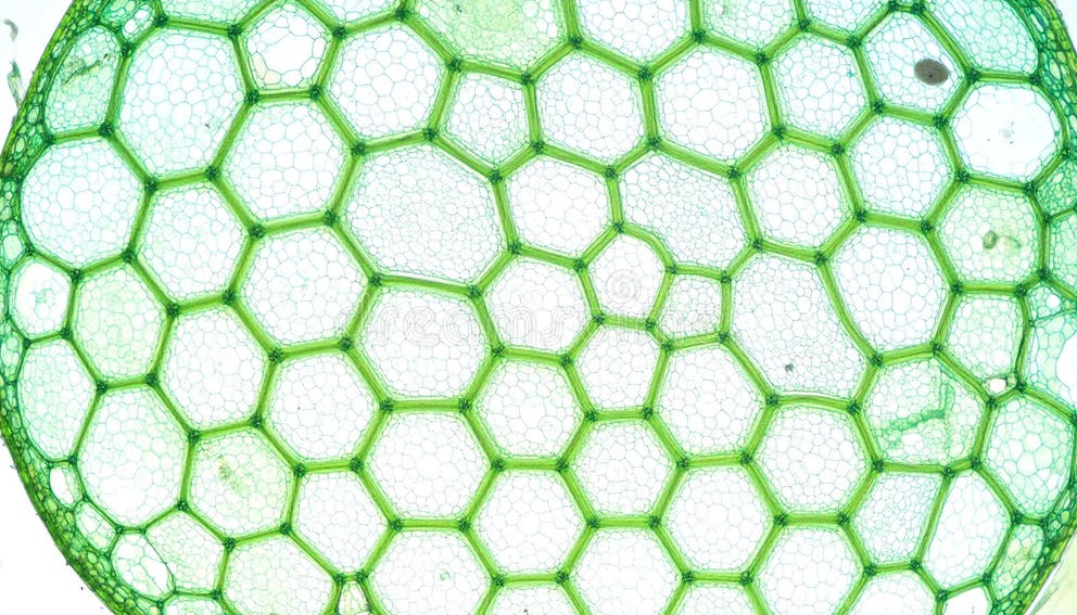 13,928 Nature Design Cell Stock Photos - Free & Royalty-Free Stock ...