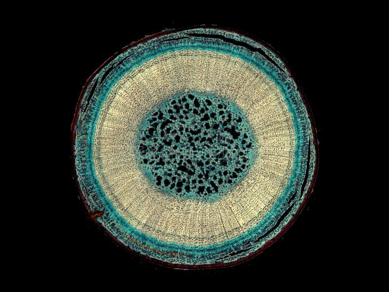 Cross Section Cut of a Plant Stem Under Microscope Stock Photo - Image ...