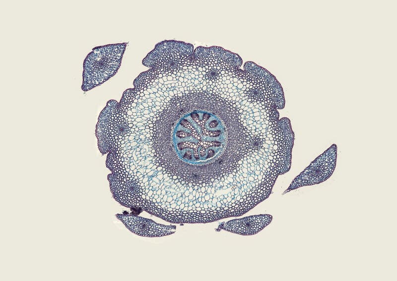 Microscopic Cross Section Cut of a Plant Stem Under the Microscope ...