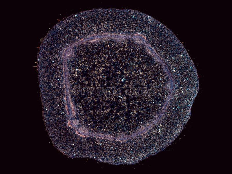 Cross Section Cut of a Plant Stem Under Microscope Stock Photo - Image ...