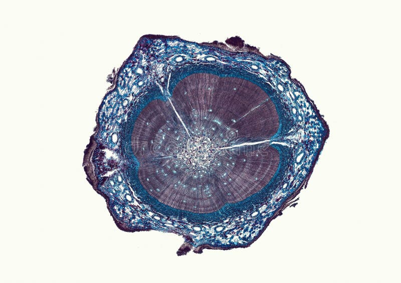 Cross Section Cut of a Plant Stem Under Microscope Stock Image - Image ...