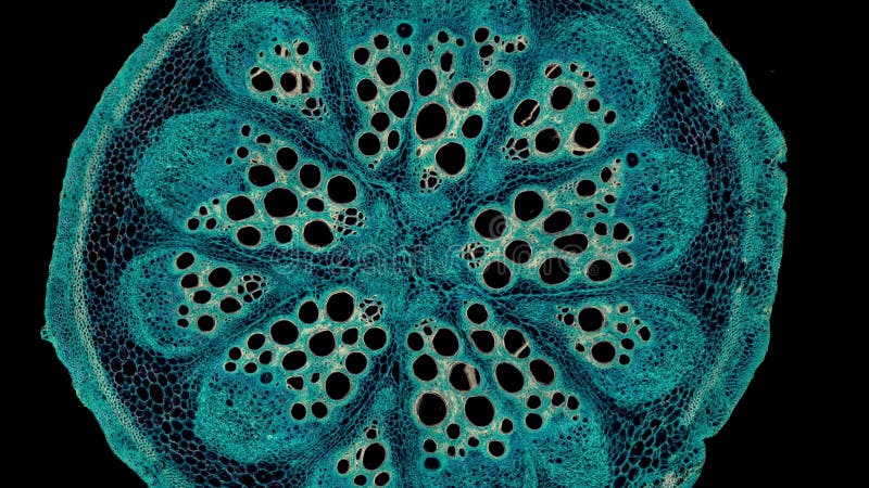 Cross Section Cut of a Plant Stem Under Microscope Stock Footage ...