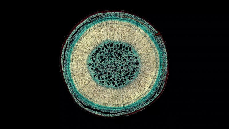 Cross Section Cut of a Plant Stem Under Microscope Stock Footage ...