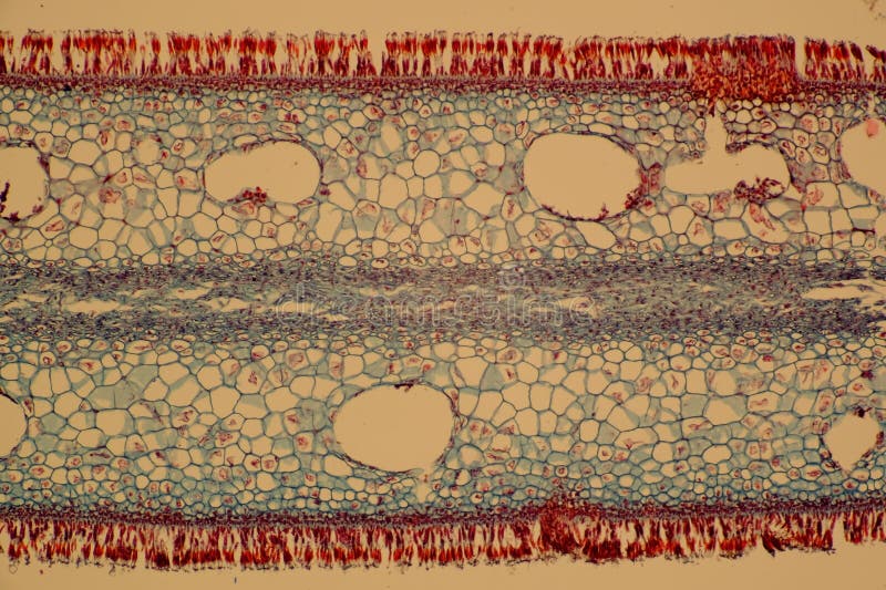 Microscopic View of Plant Stem Cross-Section Stock Image - Image of ...