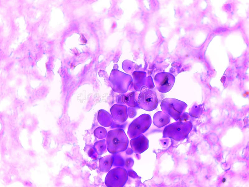 Microscopic View of Purple-stained Cells. Stock Image - Image of ...