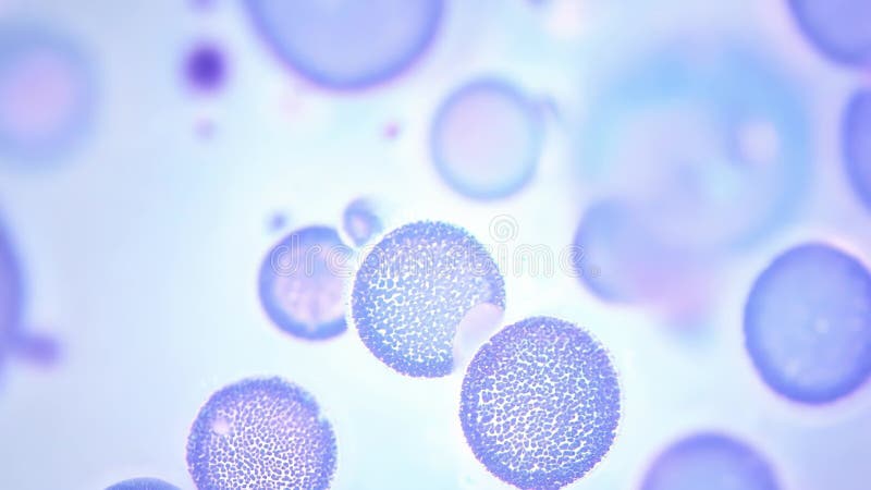 Microscopic View of Round Cellular Structures in a Light Blue and ...