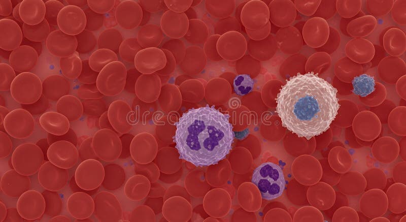 Microscopic View Shows Red and White Blood Cells Flowing Stock ...