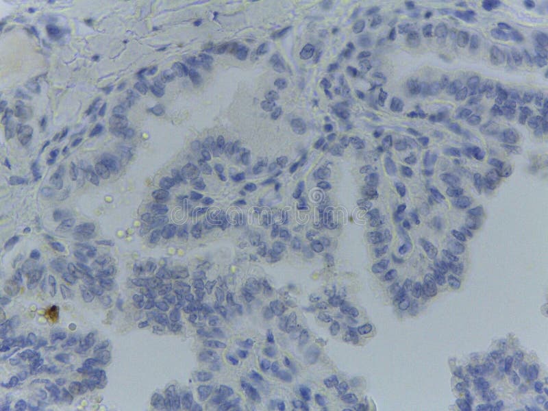 Tissue Cells Stock Illustrations – 8,674 Tissue Cells Stock ...