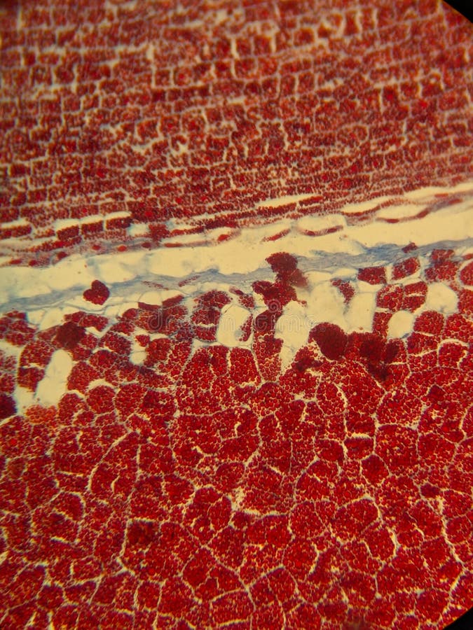 Microscopic View of Tissue Structure Stock Illustration - Illustration ...