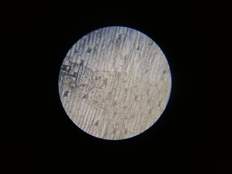 Microscopic leaf section stock image. Image of macro - 19866439