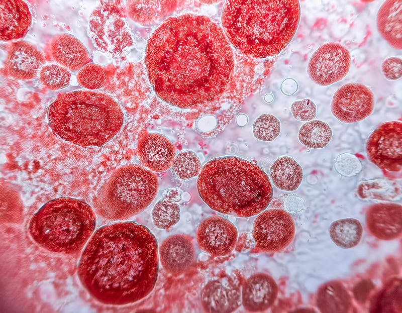 A Microscopic View of a Vibrant, Organic Pattern, with a Mesmerizing ...