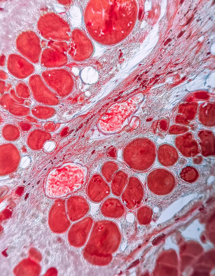 A Microscopic View of a Vibrant, Organic Pattern, with a Mesmerizing ...