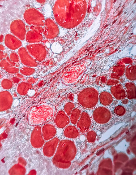 A Microscopic View of a Vibrant, Organic Pattern, with a Mesmerizing ...