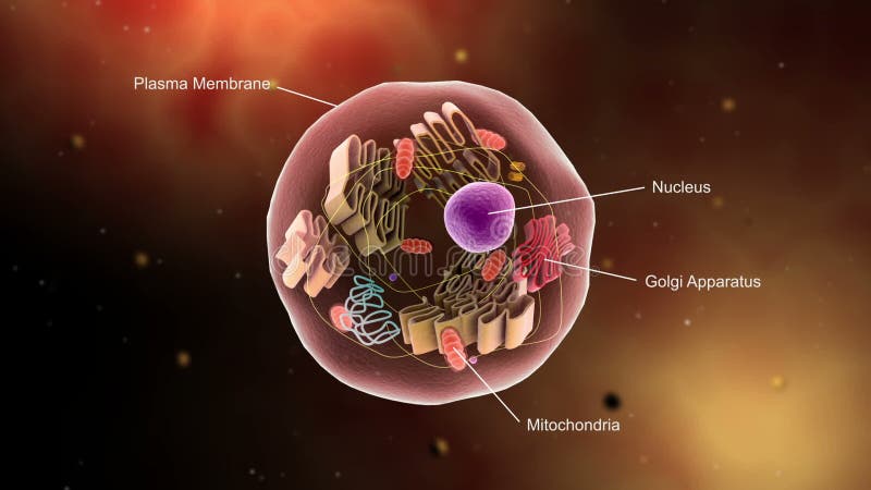 Microscopic Visualization of an Animal Cell Stock Video - Video of ...