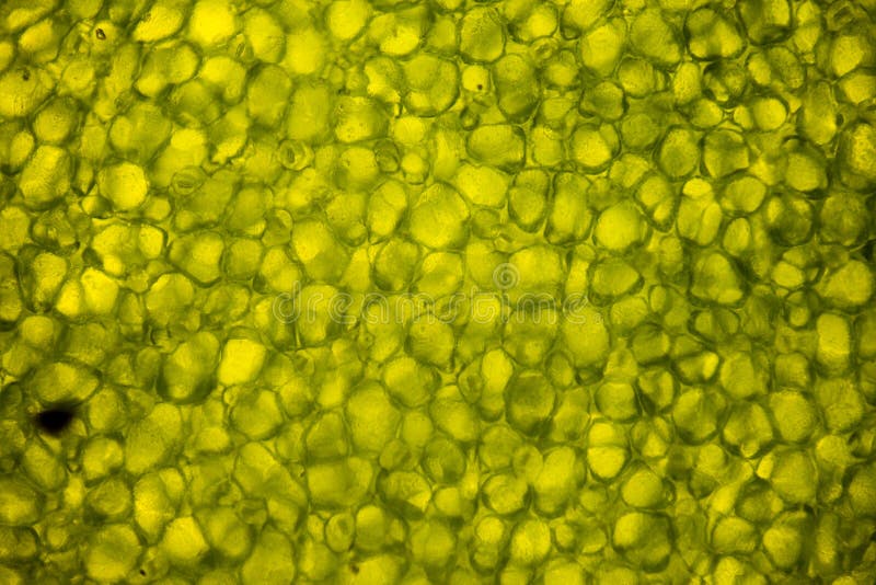 Leaf Cells Under Microscope. Micrograph, Leaf Under a Microscope, Organ ...