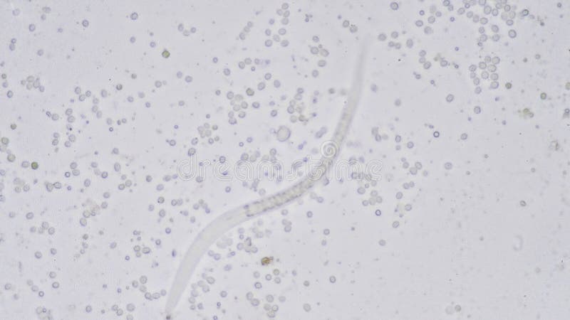 Microscopic World Inside the Body Revealed through Macro Photography ...