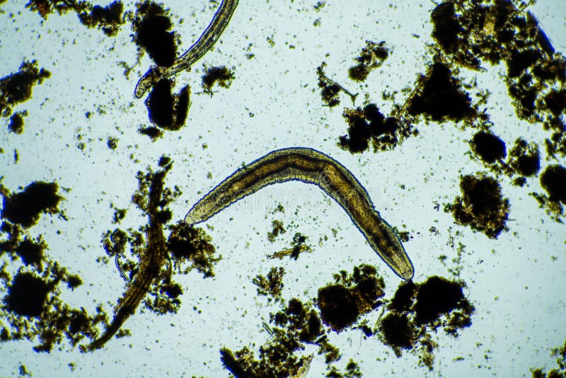 Microscopic Worm in the Soil in Australia Stock Image - Image of ...