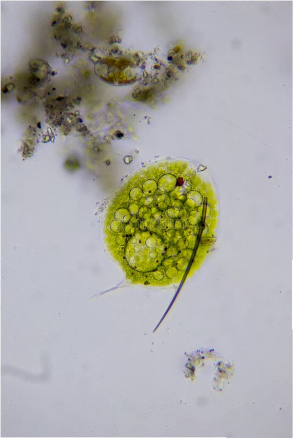 Microscopische Algenmicrofotografie Stock Foto - Image of adapter ...