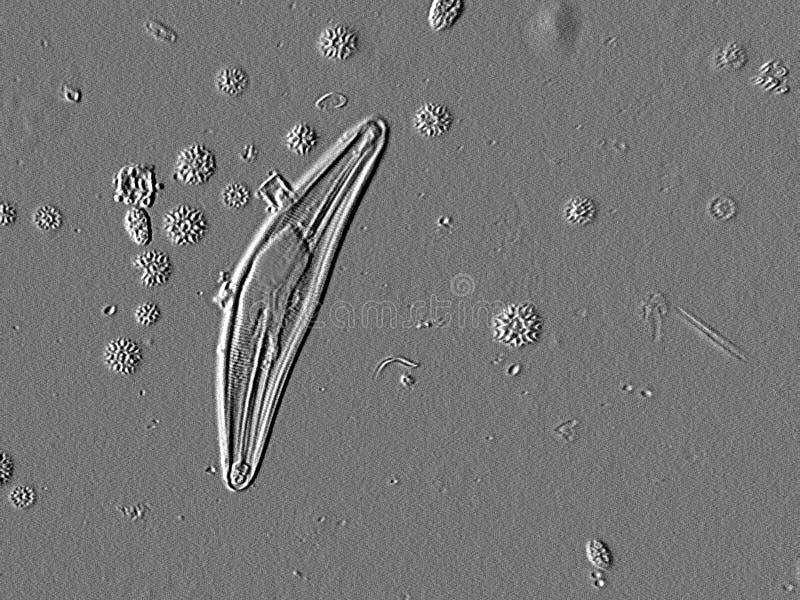 Microscopische Diatomeeën stock foto. Image of diatomeeën - 550780