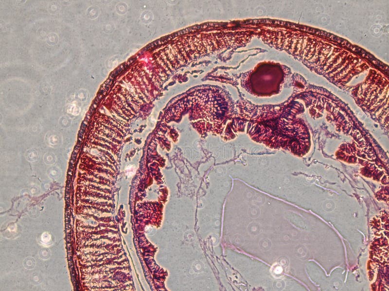 Haiza Mewtwo Stock Photos - Free & Royalty-Free Stock Photos from ...