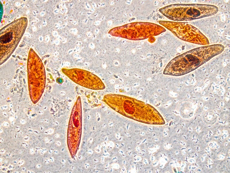 Potato Tuber Under Microscope