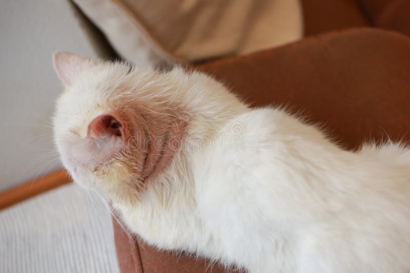 Microsporum Canis in Cat, Cat with Skin Disease Stock Photo - Image of ...