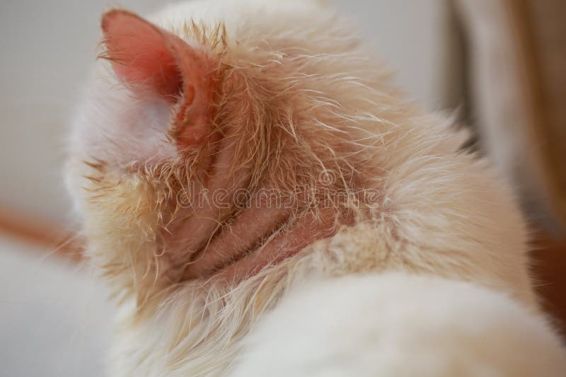 Microsporum Canis in Cat, Cat with Skin Disease Stock Photo - Image of ...