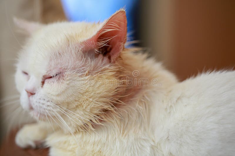 Microsporum Canis in Cat, Cat with Skin Disease Stock Image - Image of ...