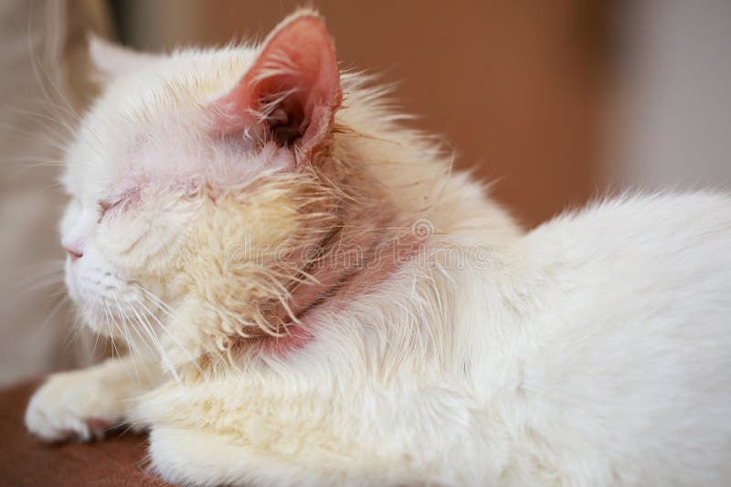 Microsporum Canis in Cat, Cat with Skin Disease Stock Photo - Image of ...
