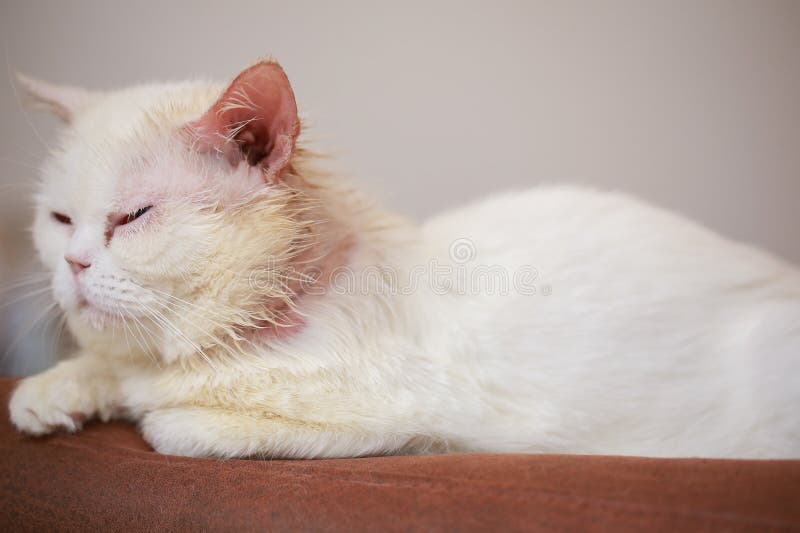 Microsporum Canis in Cat, Cat with Skin Disease Stock Photo - Image of ...