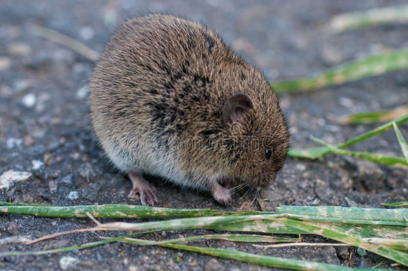 Microtus arvalis stock image. Image of ground, mouse - 14363783