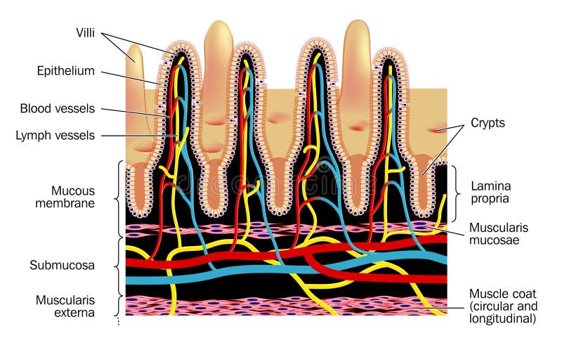 [DIAGRAM] Cell Diagram Labeled Microvilli - MYDIAGRAM.ONLINE