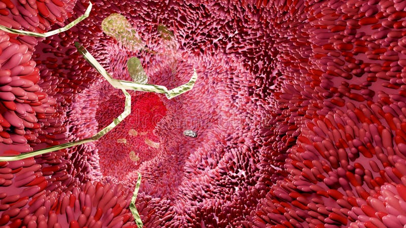 Microvilli Surface of Digestive System, Intestinal Villi with Bacteria ...