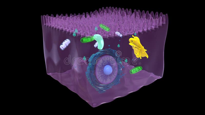 Structure of Microvilli stock illustration. Illustration of cell ...