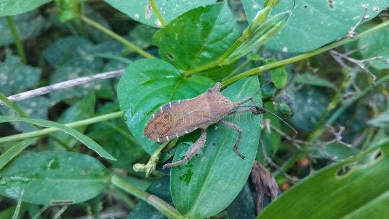 Mictis Longicornis Insect on Green Leaves Stock Image - Image of ...