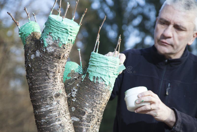 Mid Aged Man Grafting Fruit Tree Stock Photo - Image of aged, four ...